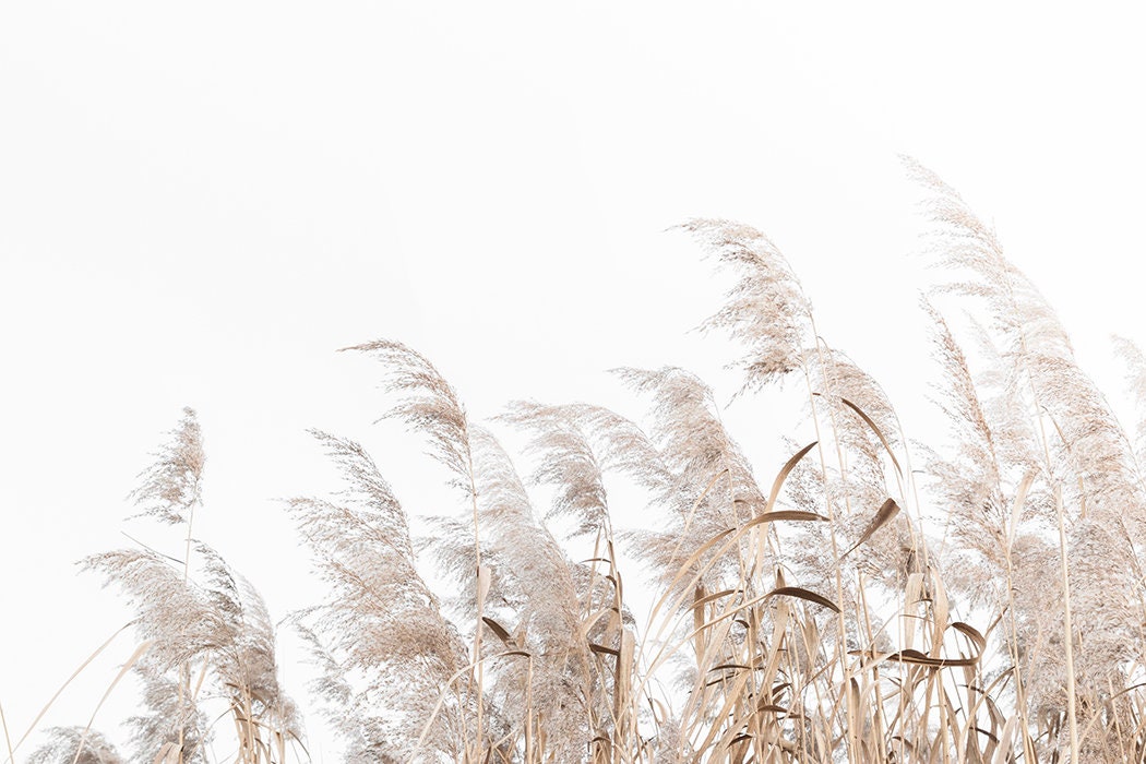 Beige Grass Print | Printable Farmhouse Art Print DOWNLOAD #0323 - Etsy