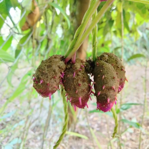 Purple Yam Ube Vine Live Plant Tuber Dioscorea Alata Small 5 - Etsy