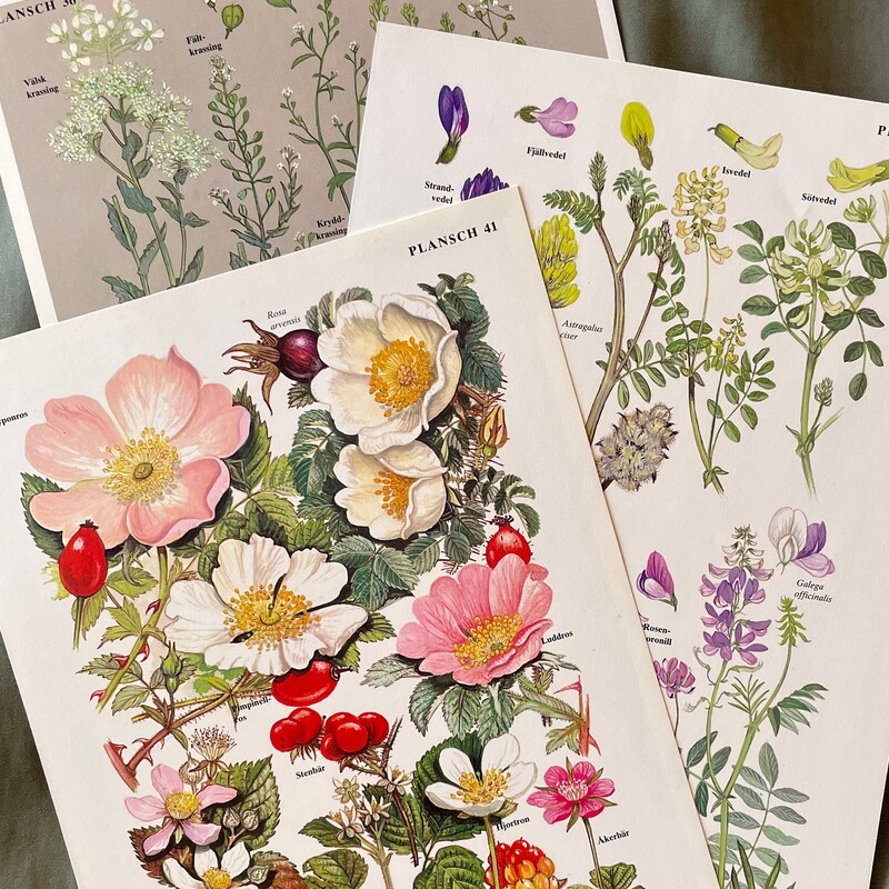 Botanical Poster - Etsy