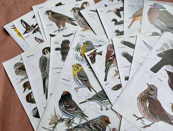 Vintage bird prints bundle illustrated cards ephemera | Etsy