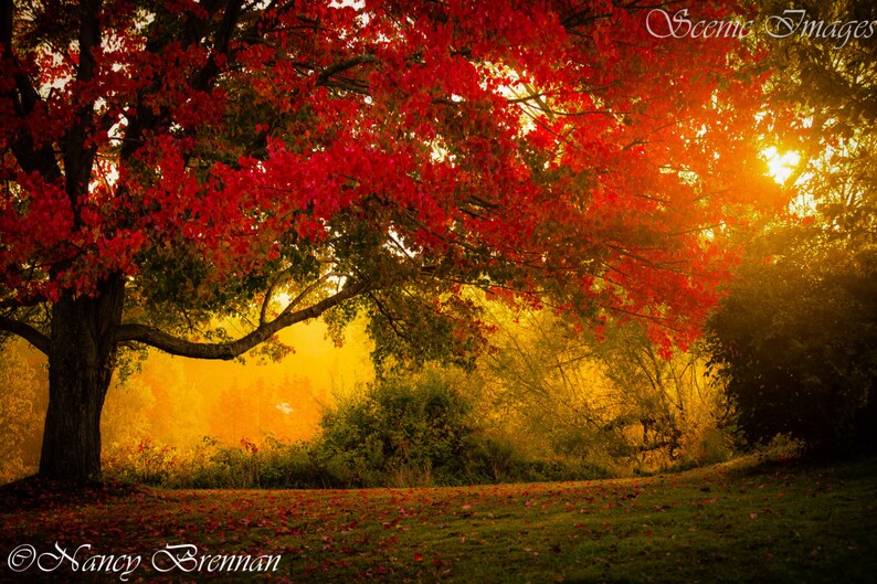 Morning Sun on Fall Foliage in Catskills New York - Etsy