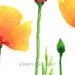 California Poppies Art, Minimalist Orange Flowers From Watercolor by ...