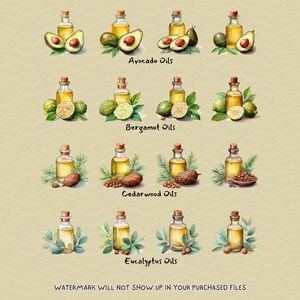 Essential Oils Clipart PNG, Hand-drawn Style Graphic, Rustic Warm Cozy ...
