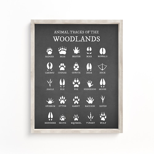 Animal Tracks of the Woodlands Animal Foot Prints Boy - Etsy