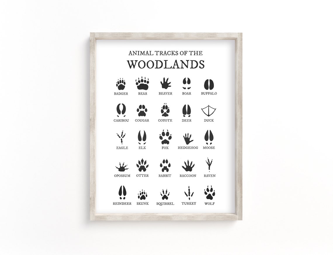 Animal Tracks of the Woodlands Animal Foot Prints Boy | Etsy