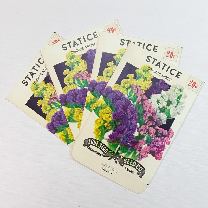 Statice Seeds - Etsy