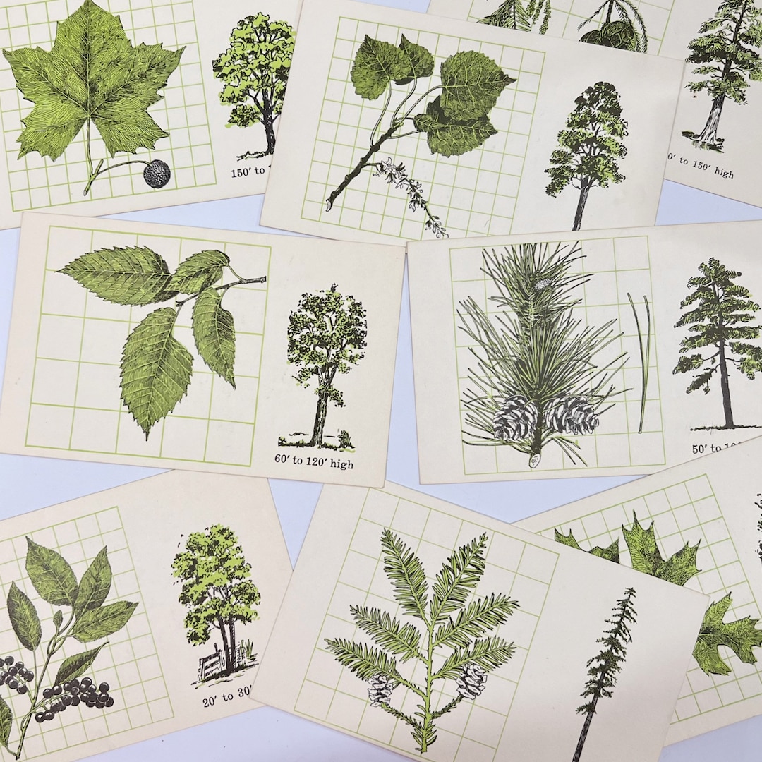 Set of Six Vintage Know Your Trees Flash Cards. Nature. - Etsy
