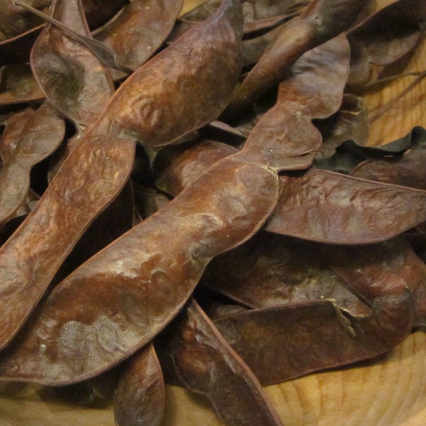 Dried Seed Pods - Etsy