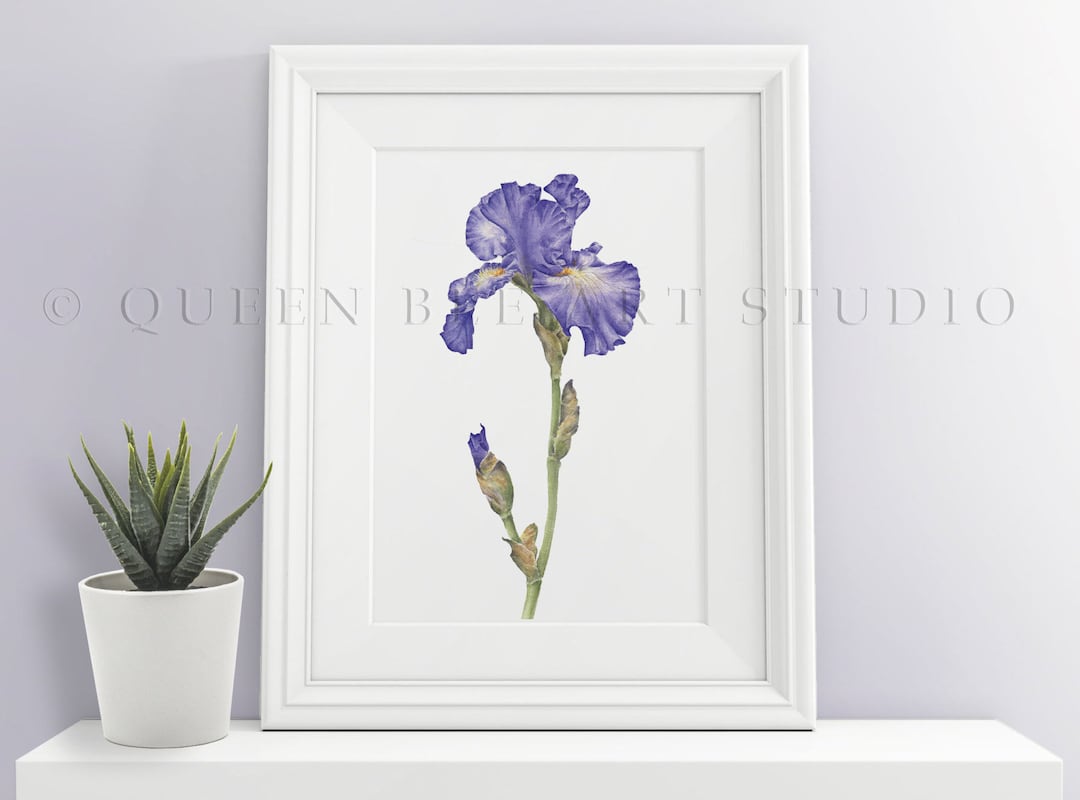 Iris Botanical Art Print, Purple Flower Watercolour, Floral Wall Decor ...