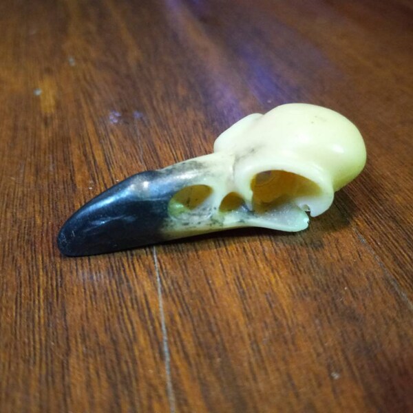 Resin Raven Skull - Etsy