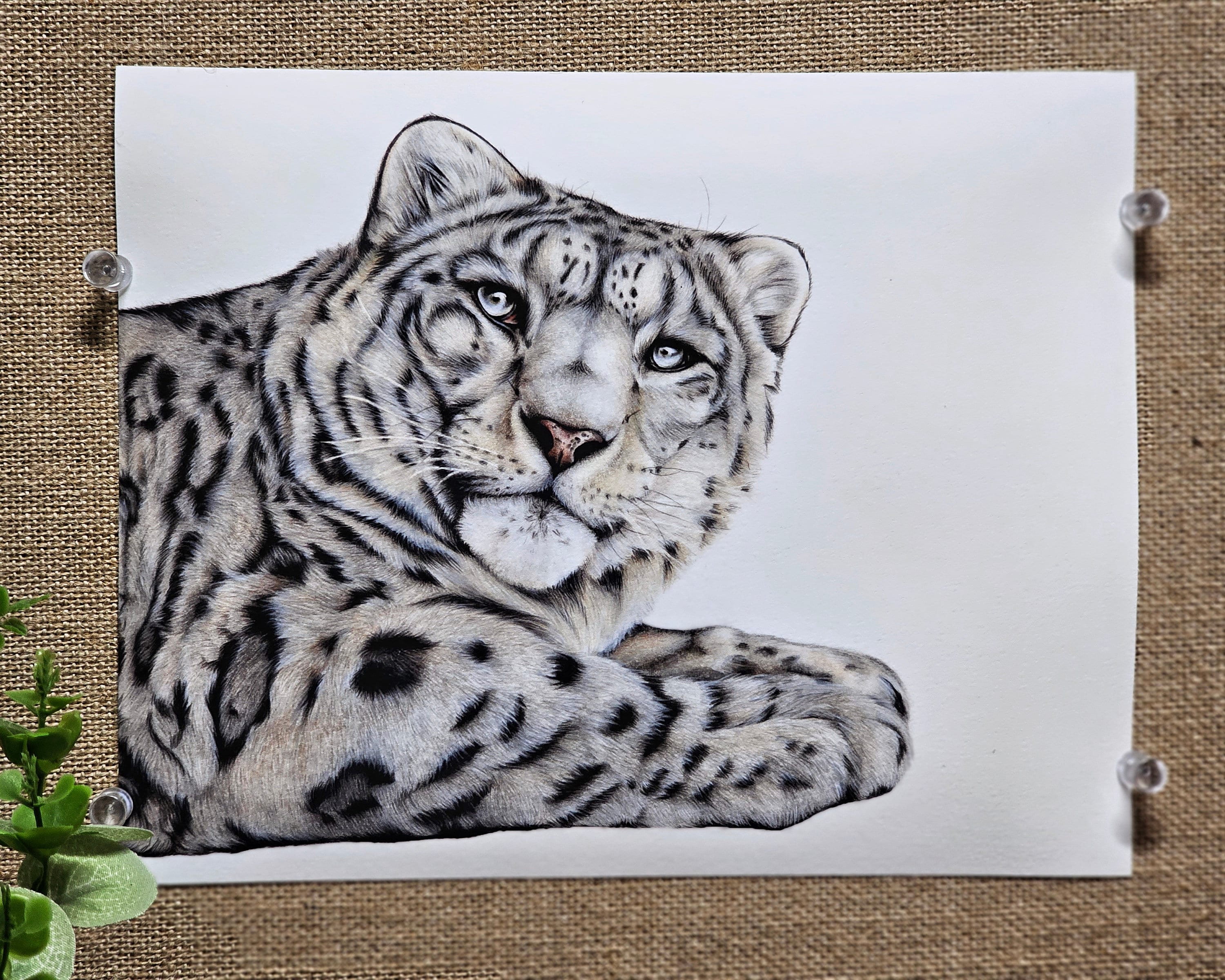 Snow Leopard Art Print - Etsy