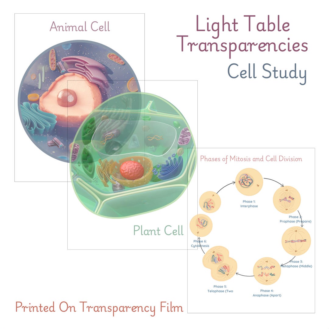 Overhead Transparencies Set of 3 - Light Table Cell Study for Life ...