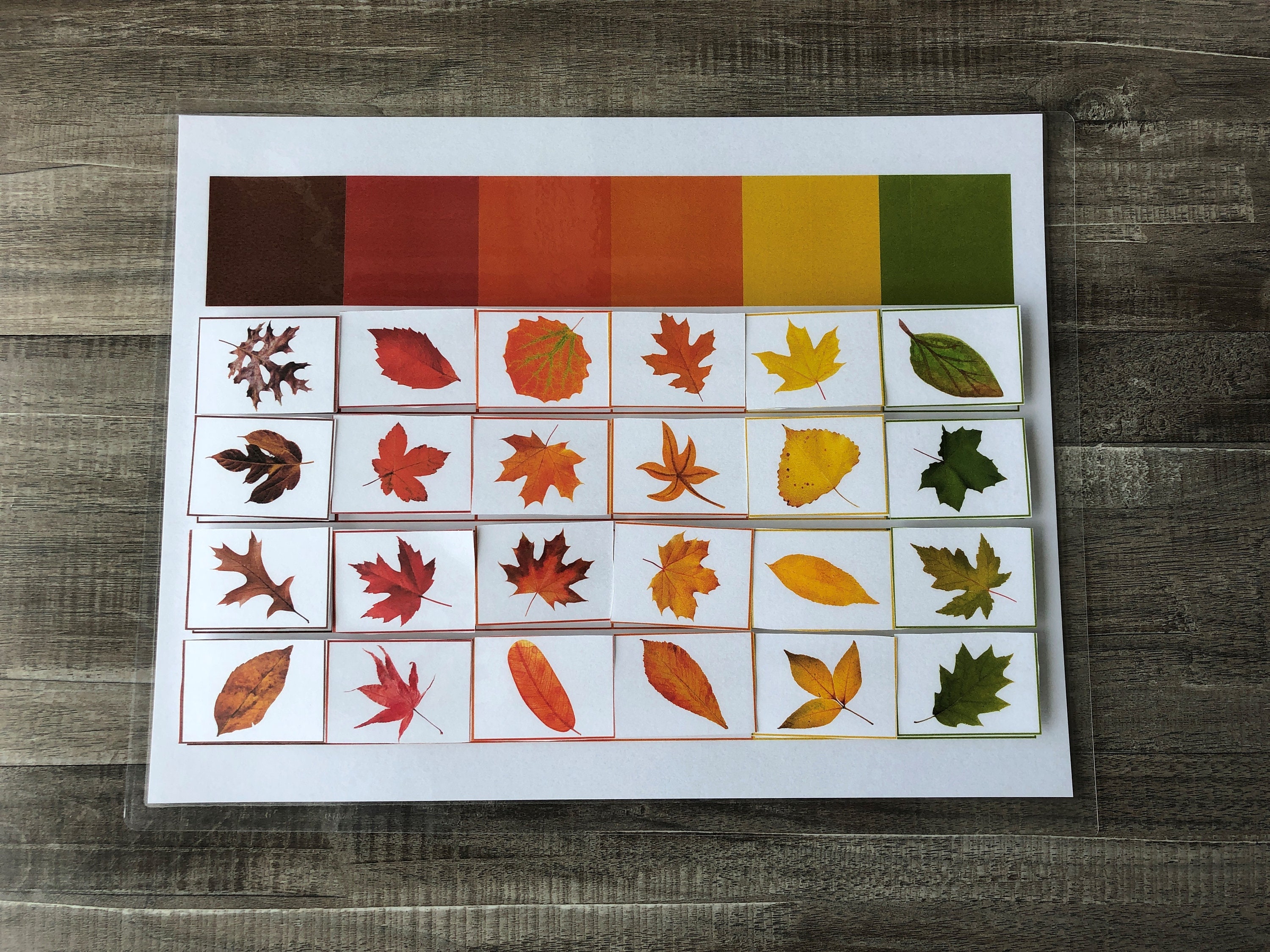 Fall Leaf Color Sorting / Color Matching / Card Sort / Velcro - Etsy