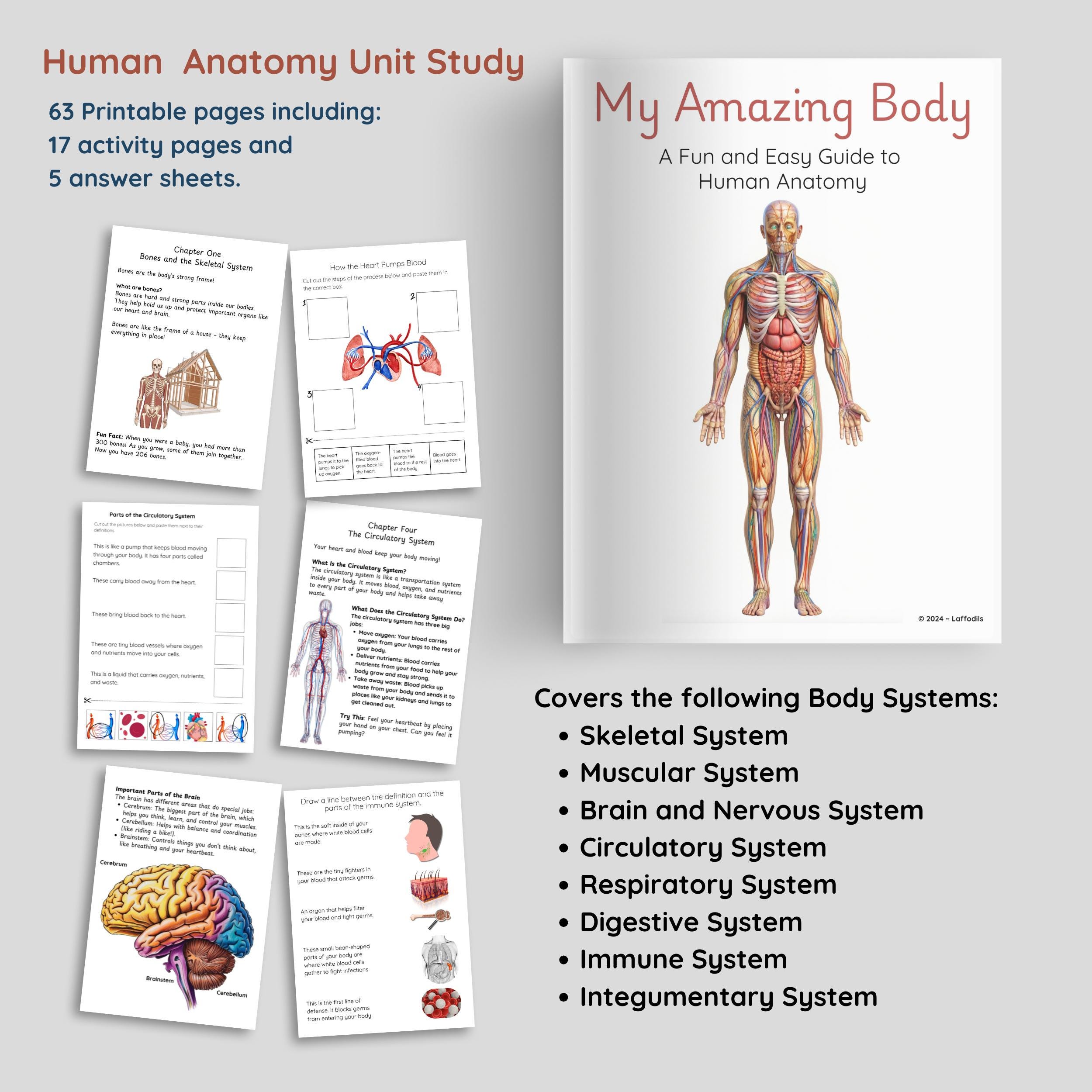Human Anatomy Unit Study for Kids | Biology Guide With Projects ...