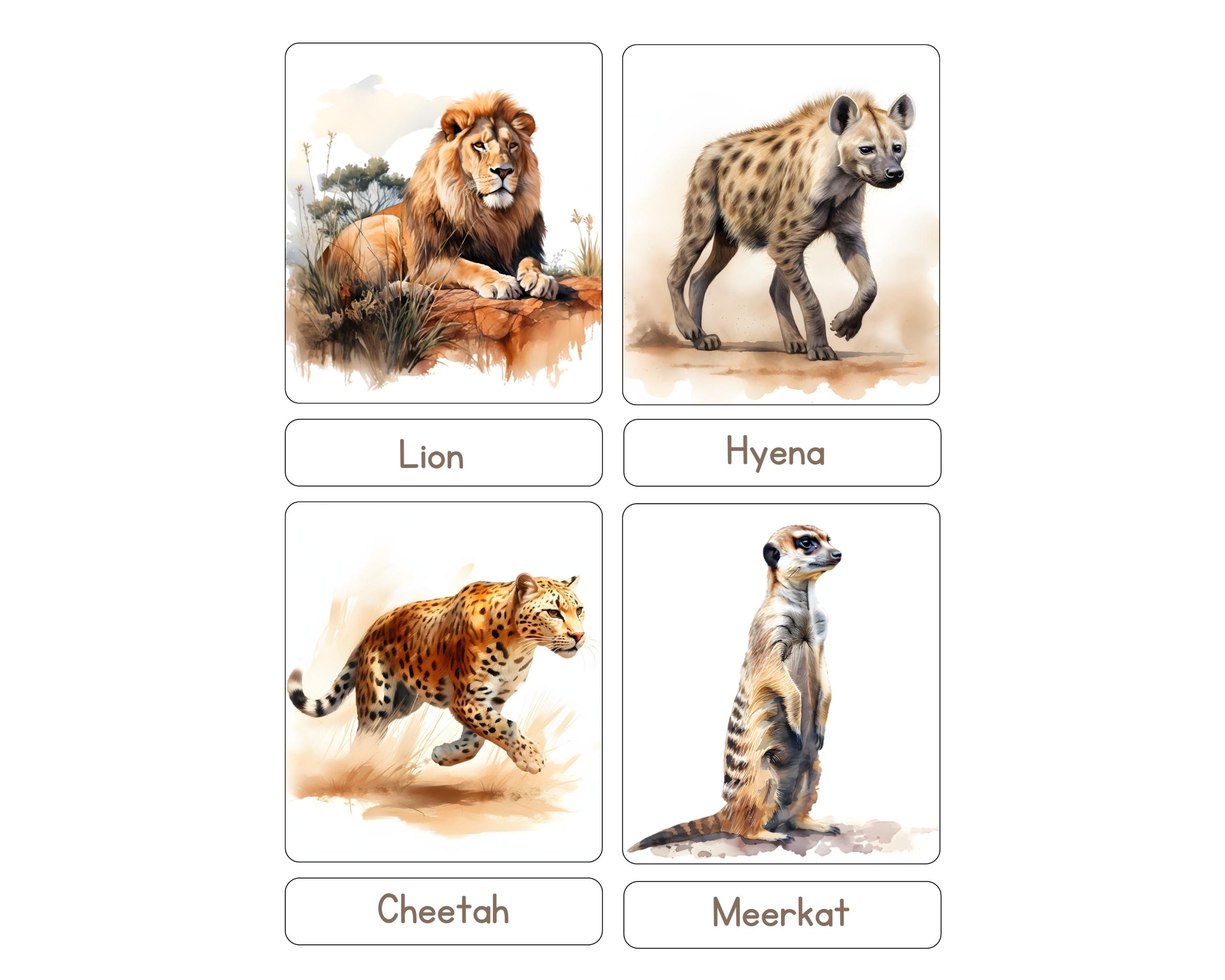 African Animal Flashcards, Savannah Habitats Educational Tool (digital ...