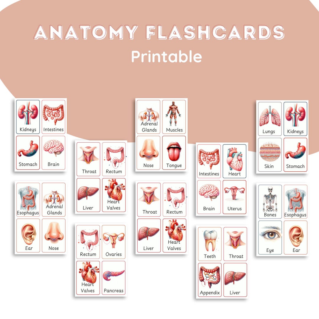 Anatomy Flashcards: 24 Printable Study Cards for Kids & Students ...