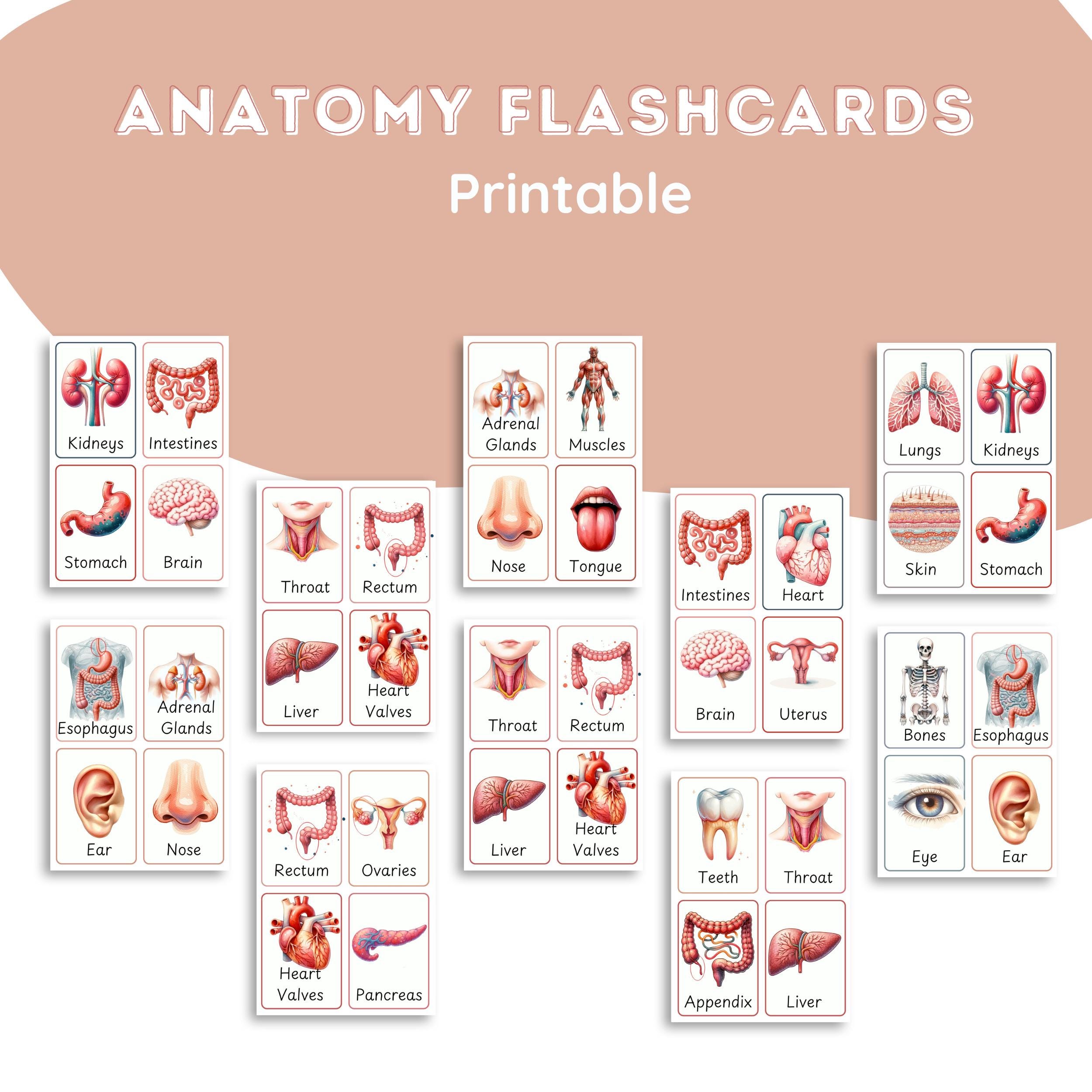 Free Printable Muscle Flashcards Free Printable