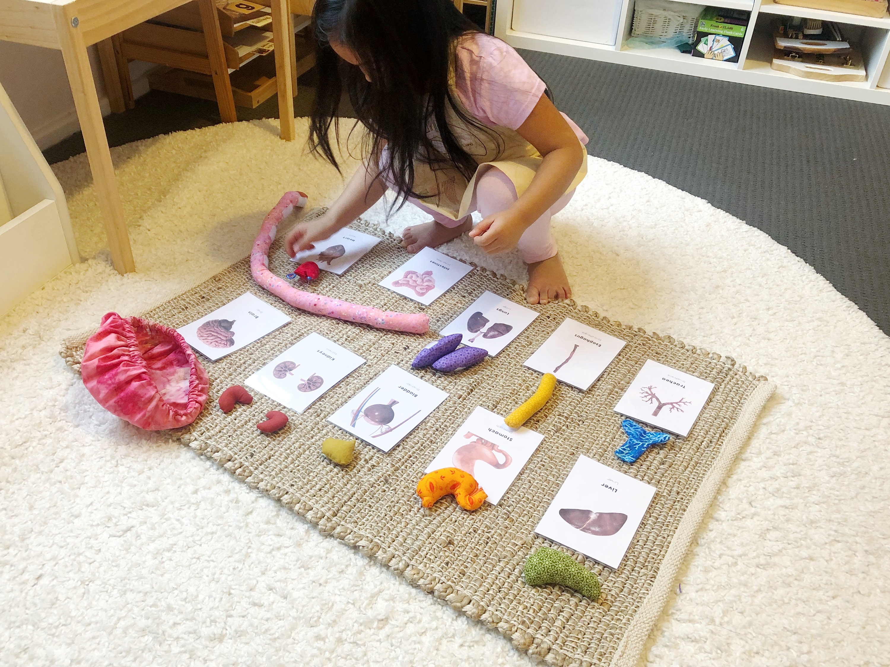 Human Body Anatomy Apron & Organs Sewing Pattern Printables - Etsy UK