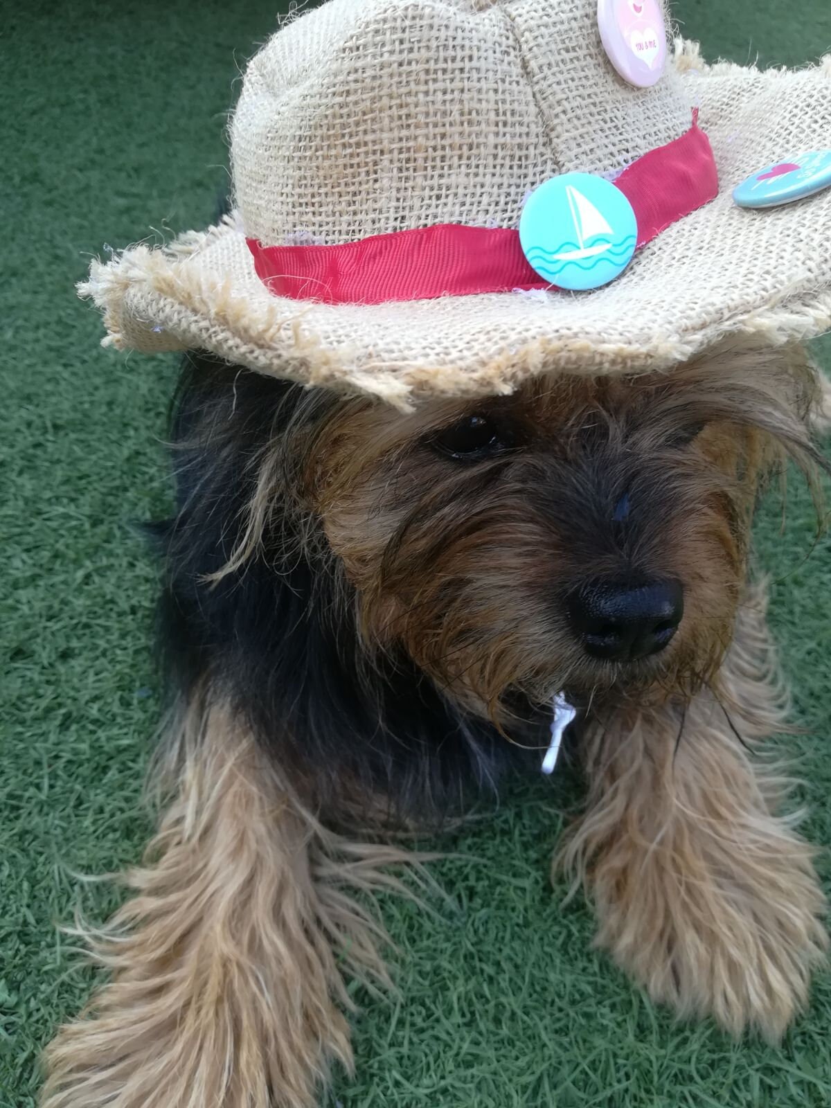 Dog Hat, Hat for Dogs and Cats,cat Hat, Straw Hat for Dogs,straw Hat ...