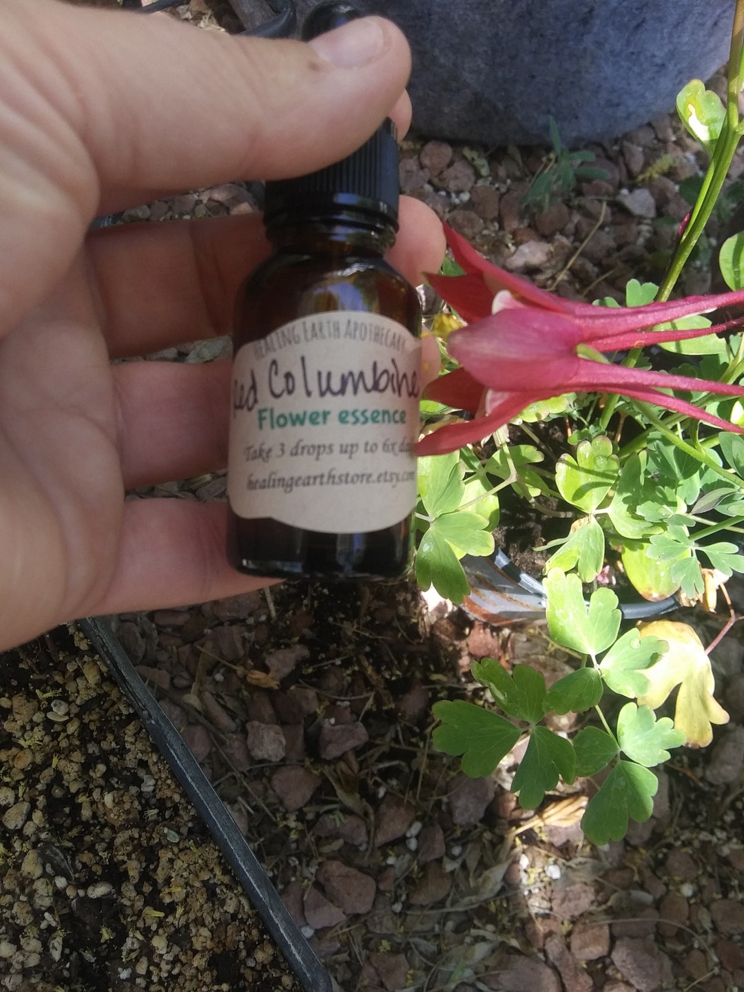 Red Columbine Flower Essence - Etsy