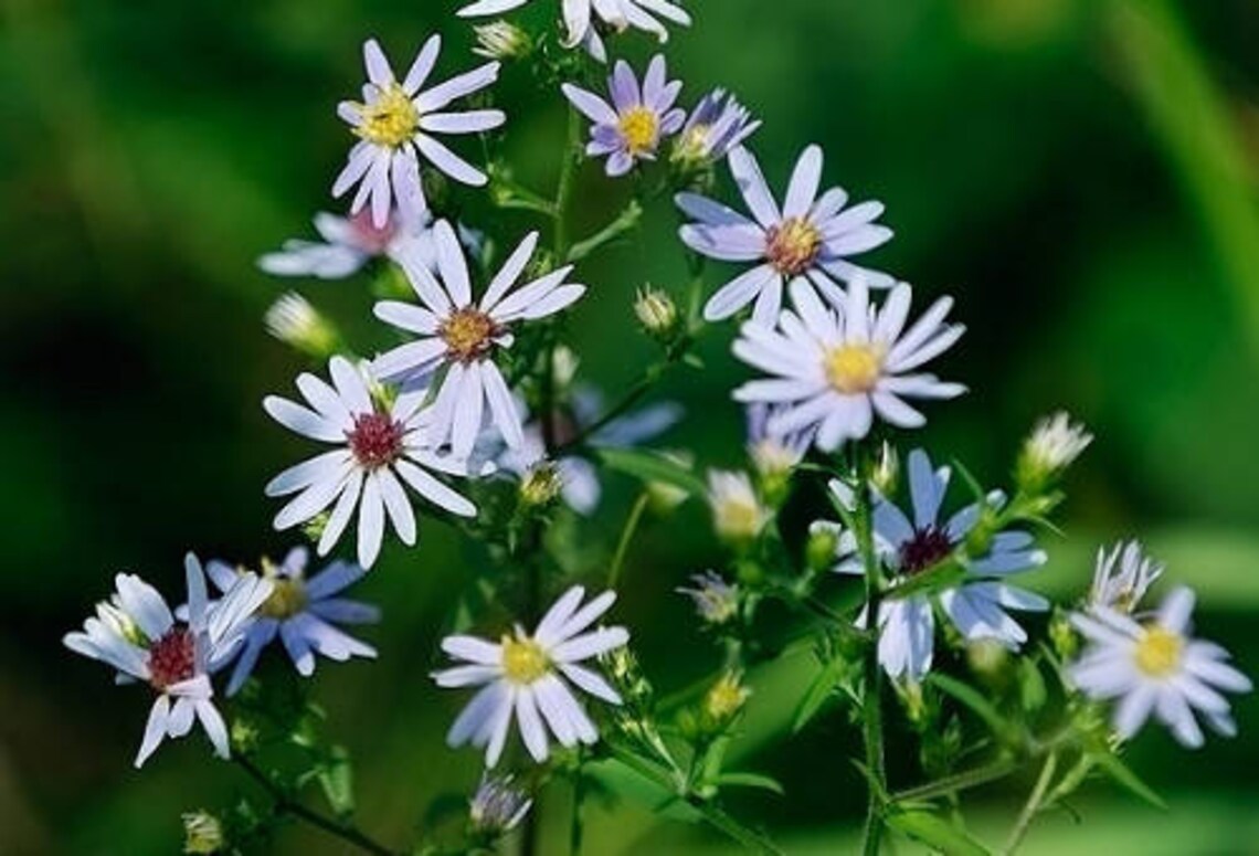 Calico Aster Flower Essence - Etsy