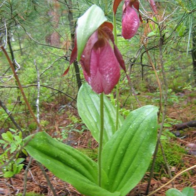 Pink Lady Slipper Plant - Etsy