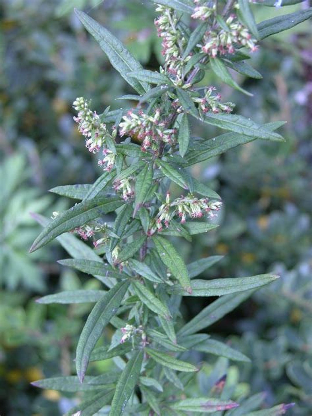 Mugwort Flower Essence - Etsy