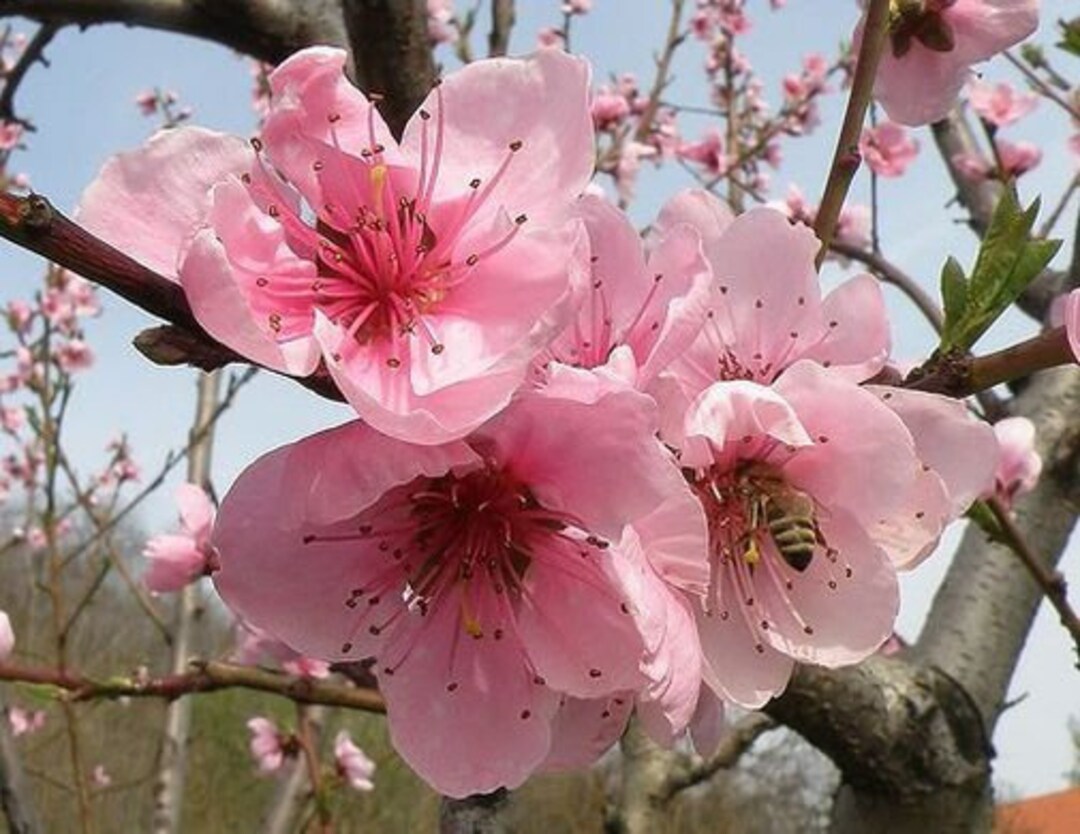 Peach Flower Essence. NOT A LIVE PLANT. - Etsy