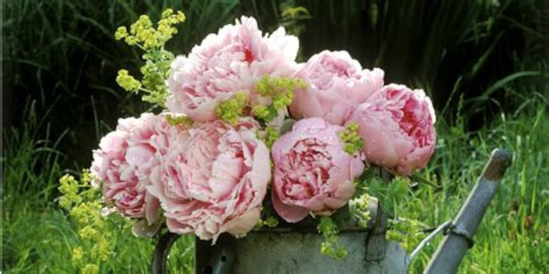 Peony Flower Essence - Etsy