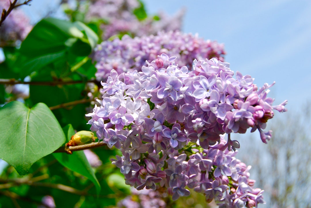 Lilac Flower Essence. NOT A LIVE PLANT. - Etsy
