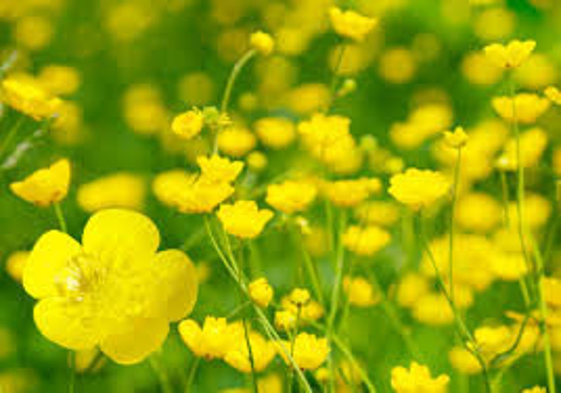 Buttercup Flower Essence. NOT A LIVE PLANT. - Etsy