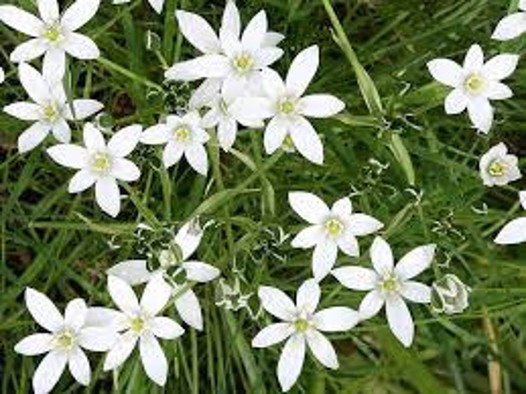 Star of Bethlehem Flower Essence. NOT A LIVE PLANT. - Etsy