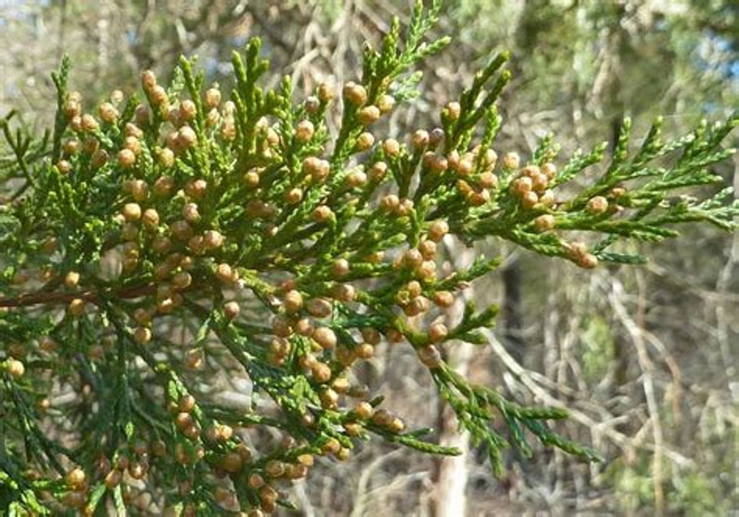 Cedar Flower Essence. NOT A LIVE PLANT. - Etsy