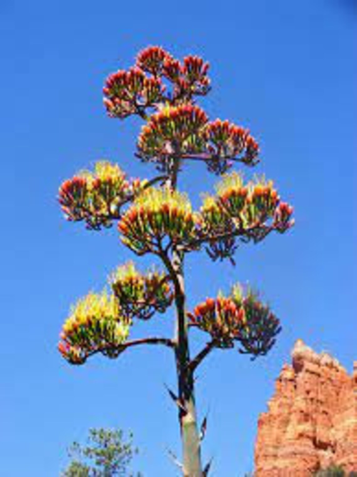 Agave Flower Essence. NOT A LIVE PLANT. - Etsy