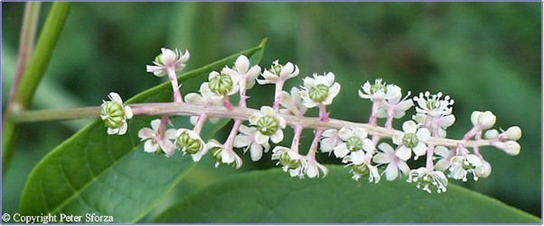 Poke Flower Essence - Etsy
