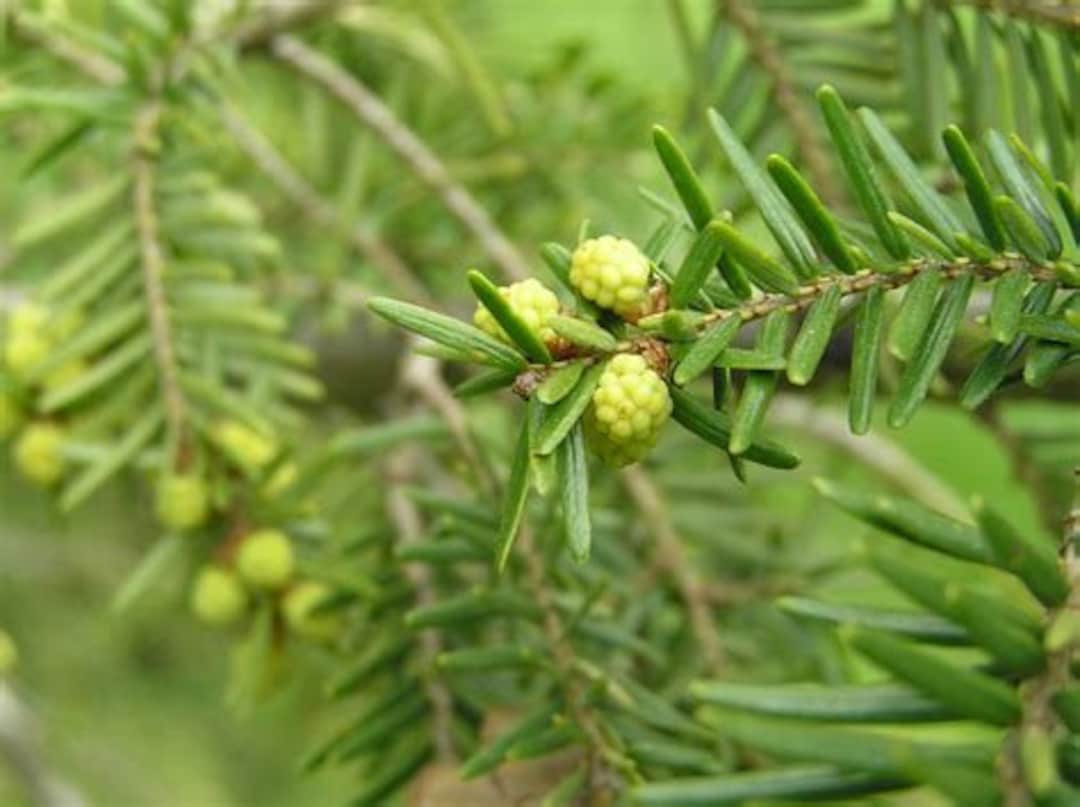 Hemlock Flower Essence - Etsy