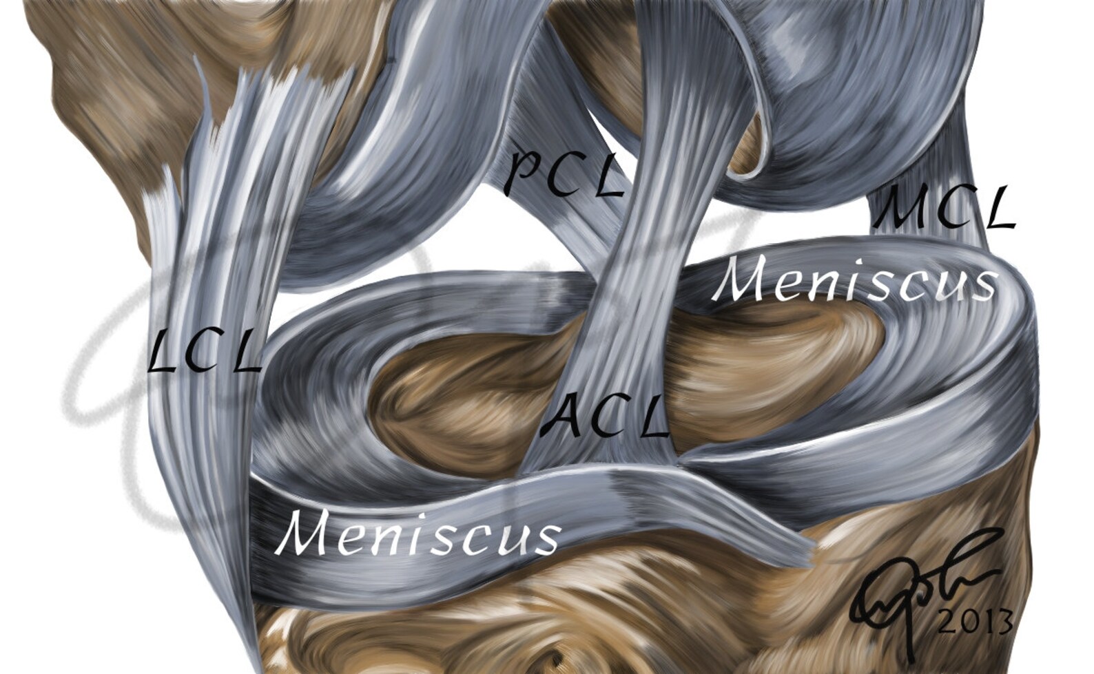 Meniscus of the Human Knee Printable Download, Human Anatomy, Knee ...