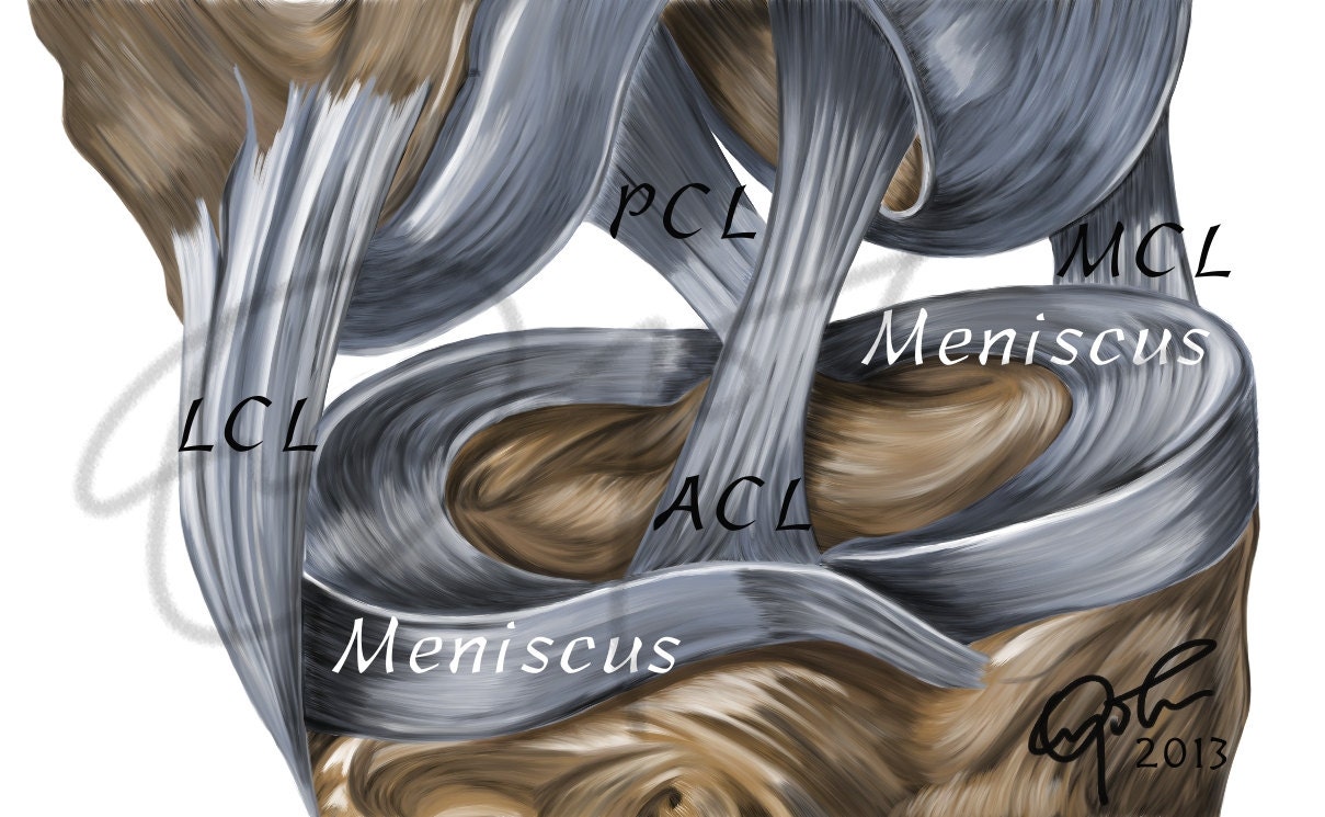Meniscus of the Human Knee Printable Download, Human Anatomy, Knee ...