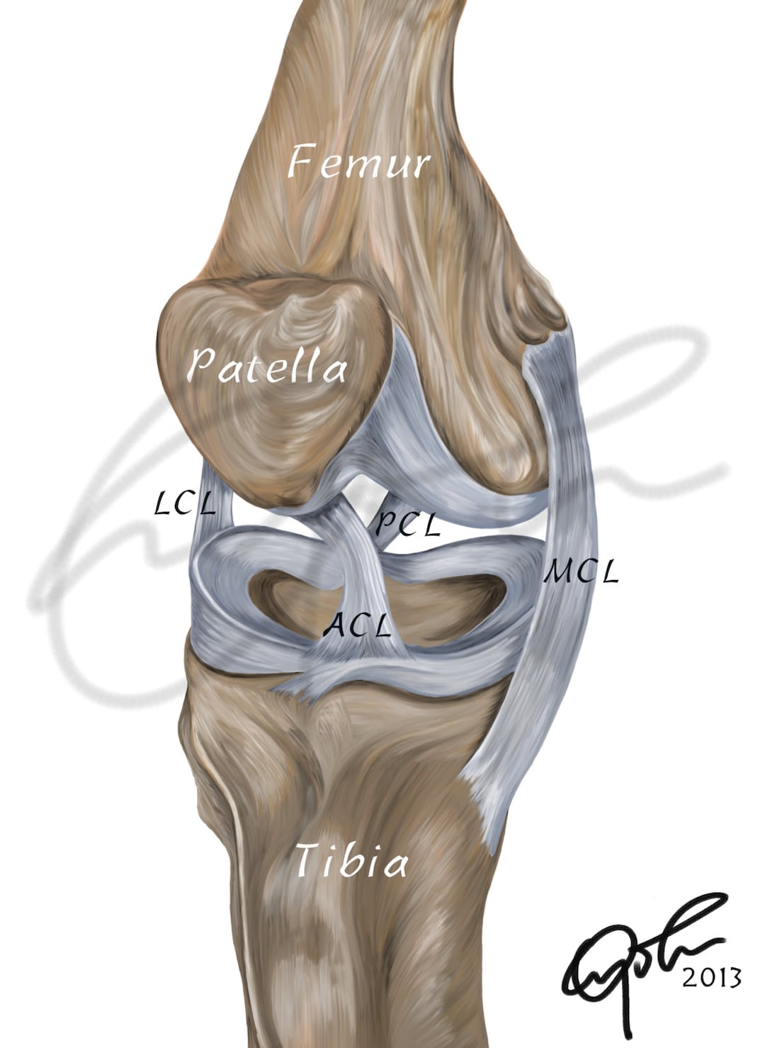 Human Knee Ligaments - Printable Download, Digital Illustration ...