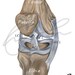 Anatomy of the Human Knee - Printable Download, Digital Illustration ...