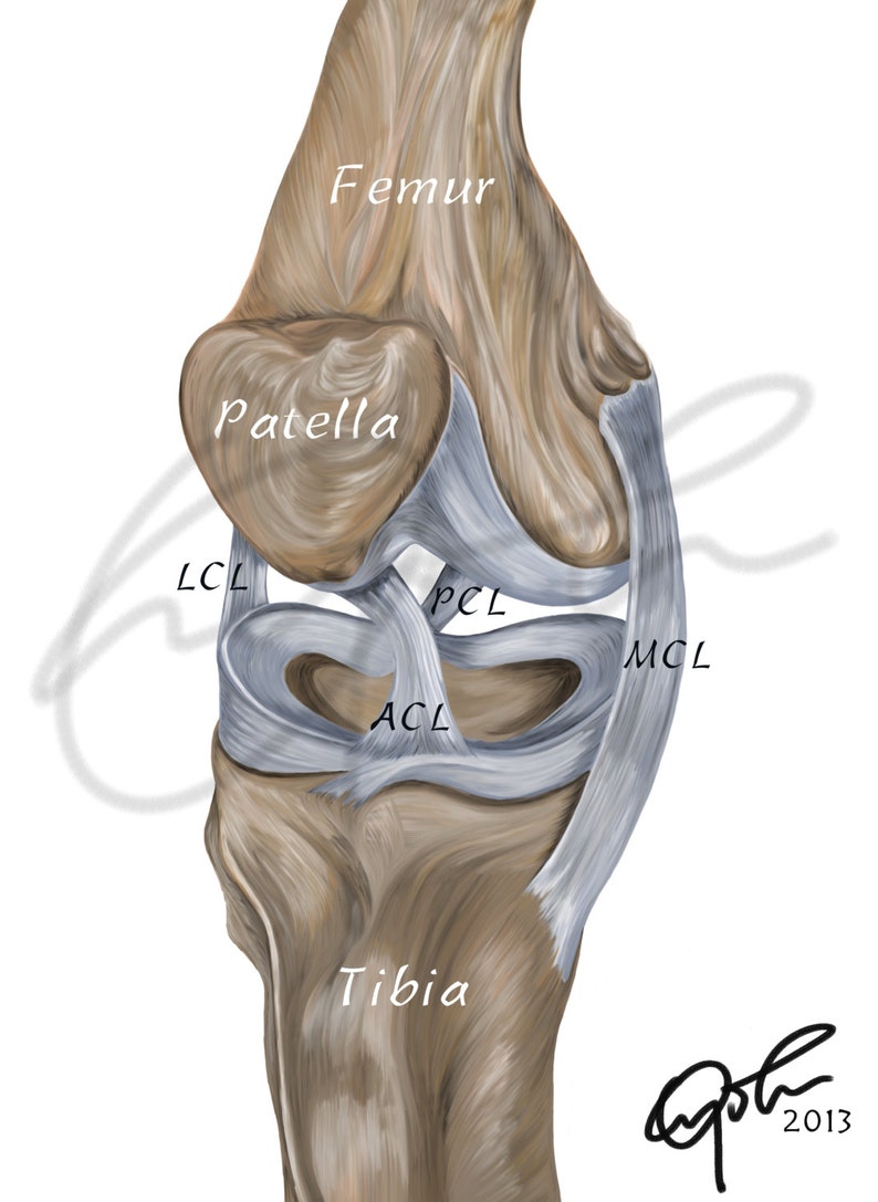 Ligaments de genou humain - télécharger imprimable, illustration ...