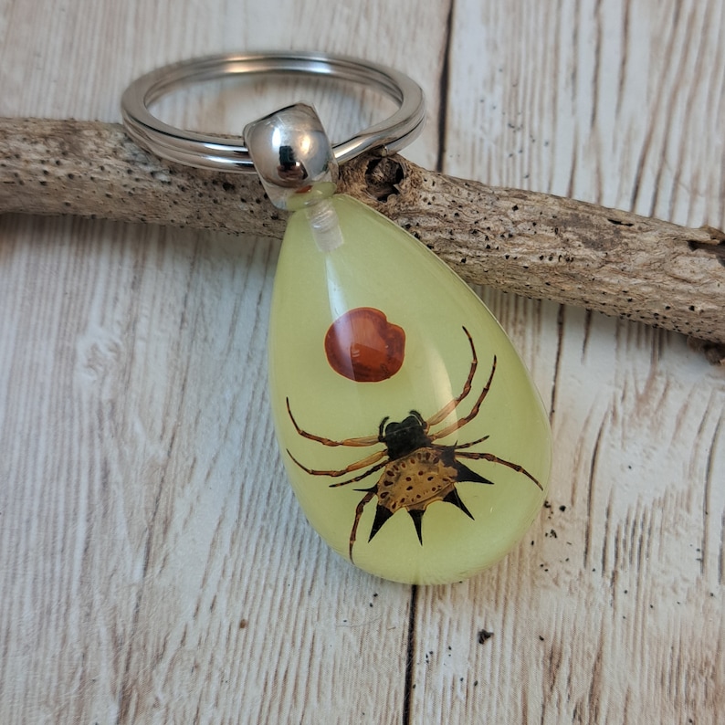 REAL Bug Keychains - Scorpions, Beetles, Spiders - Taxidermy Key Ring ...