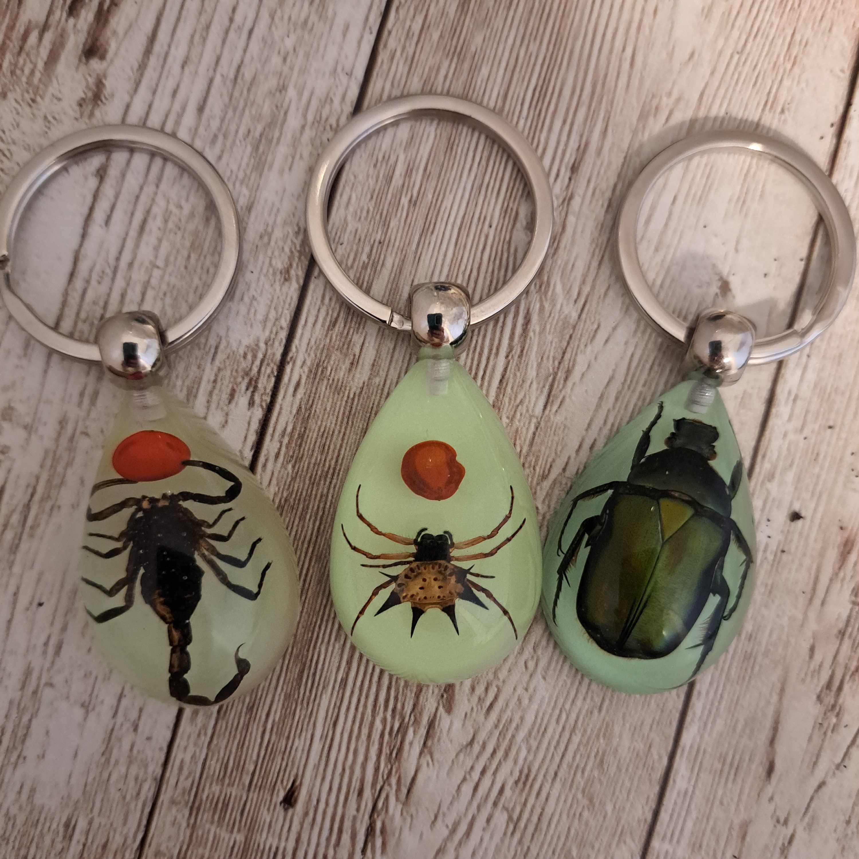 REAL Bug Keychains - Scorpions, Beetles, Spiders - Taxidermy Key Ring ...