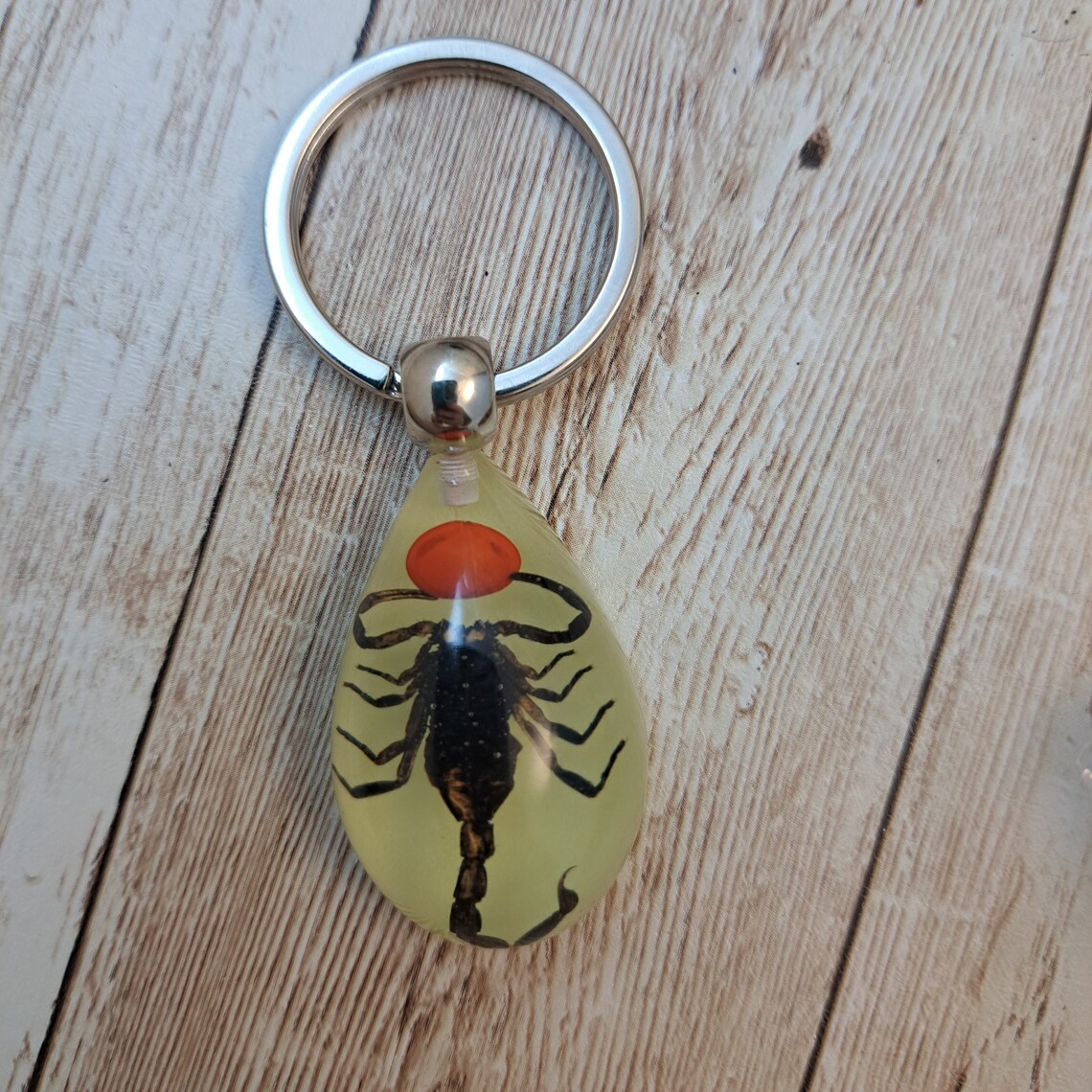 REAL Bug Keychains - Scorpions, Beetles, Spiders - Taxidermy Key Ring ...