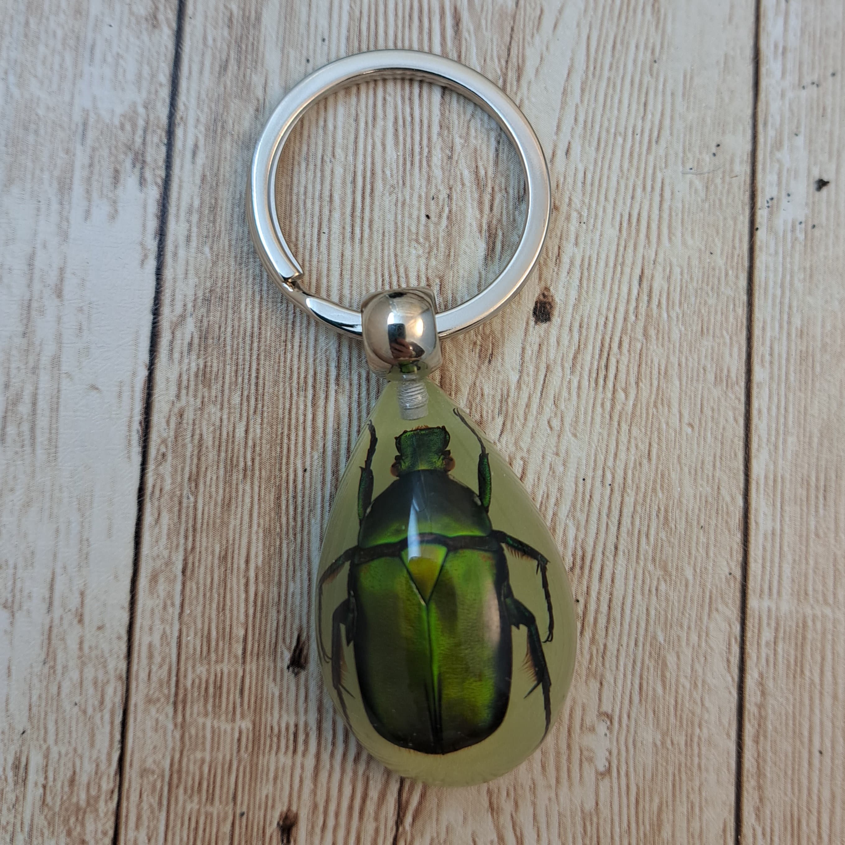 REAL Bug Keychains - Scorpions, Beetles, Spiders - Taxidermy Key Ring ...
