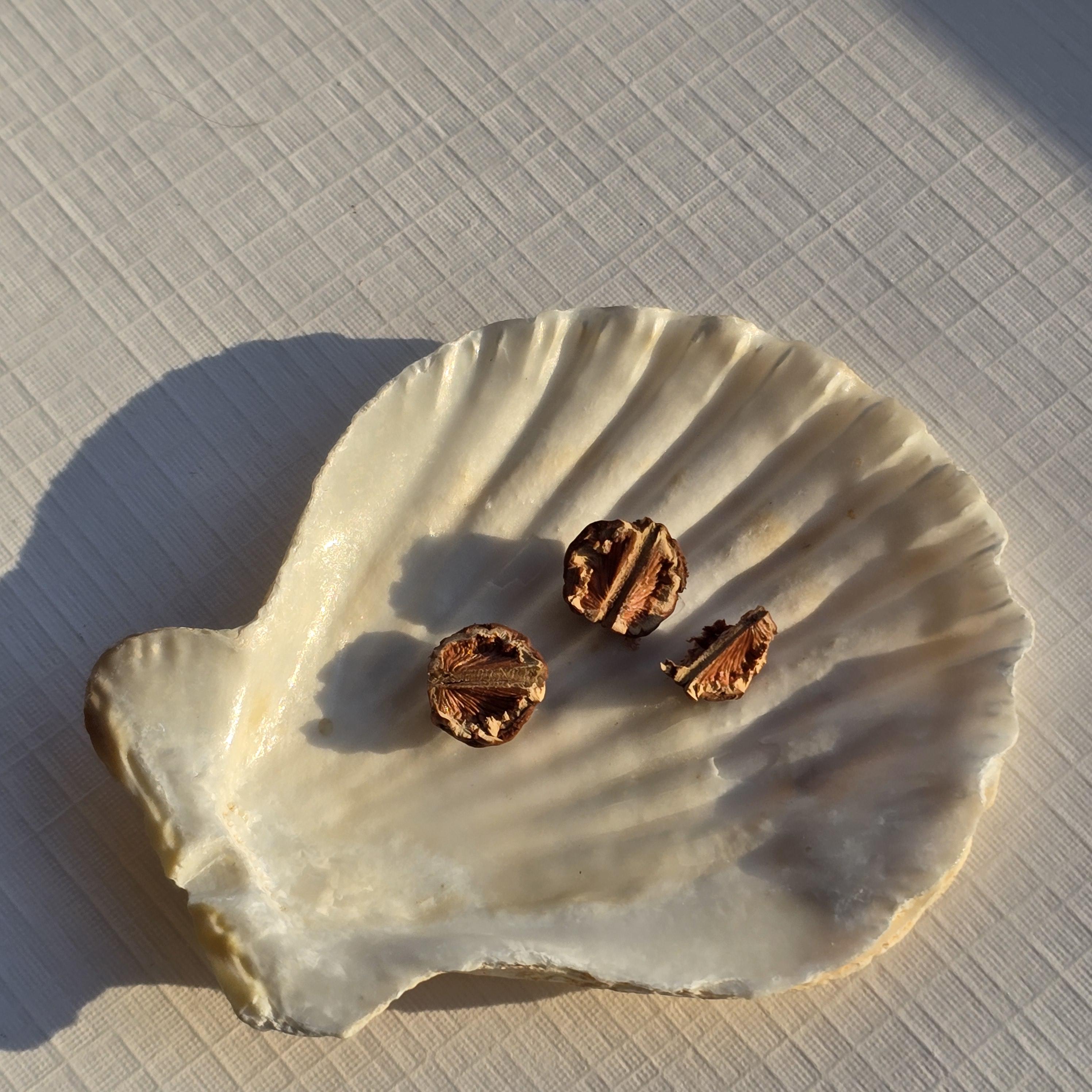 Rudraksha Bracelet, Adjustable Sliding Knots, 8mm Rudraksha Seed 5 ...