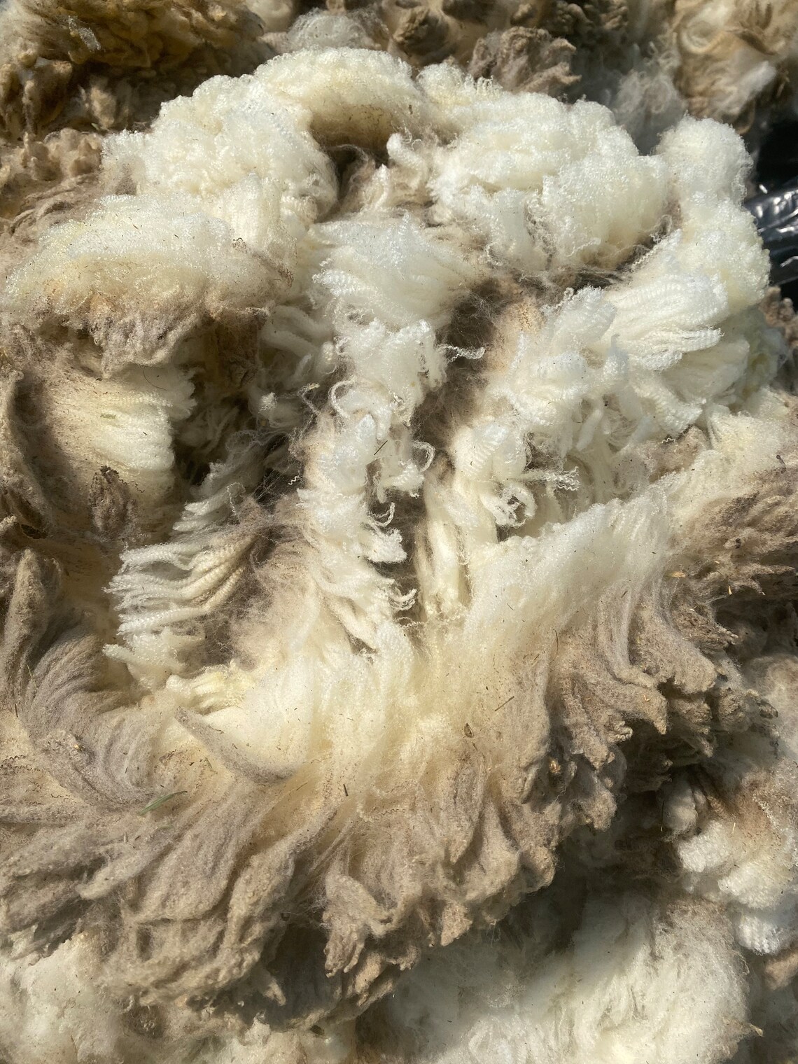 Merino Wool Raw Fleece White 4 Lbs 13 Oz una Fresh Sheared 6/24 ...
