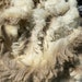 Merino Wool Raw Fleece White 4 Lbs 13 Oz una Fresh Sheared 6/24 ...