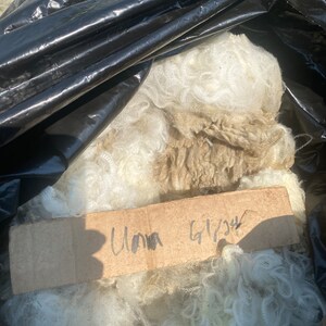 Merino Wool Raw Fleece White 4 Lbs 13 Oz “una” Fresh Sheared 6/24 ...