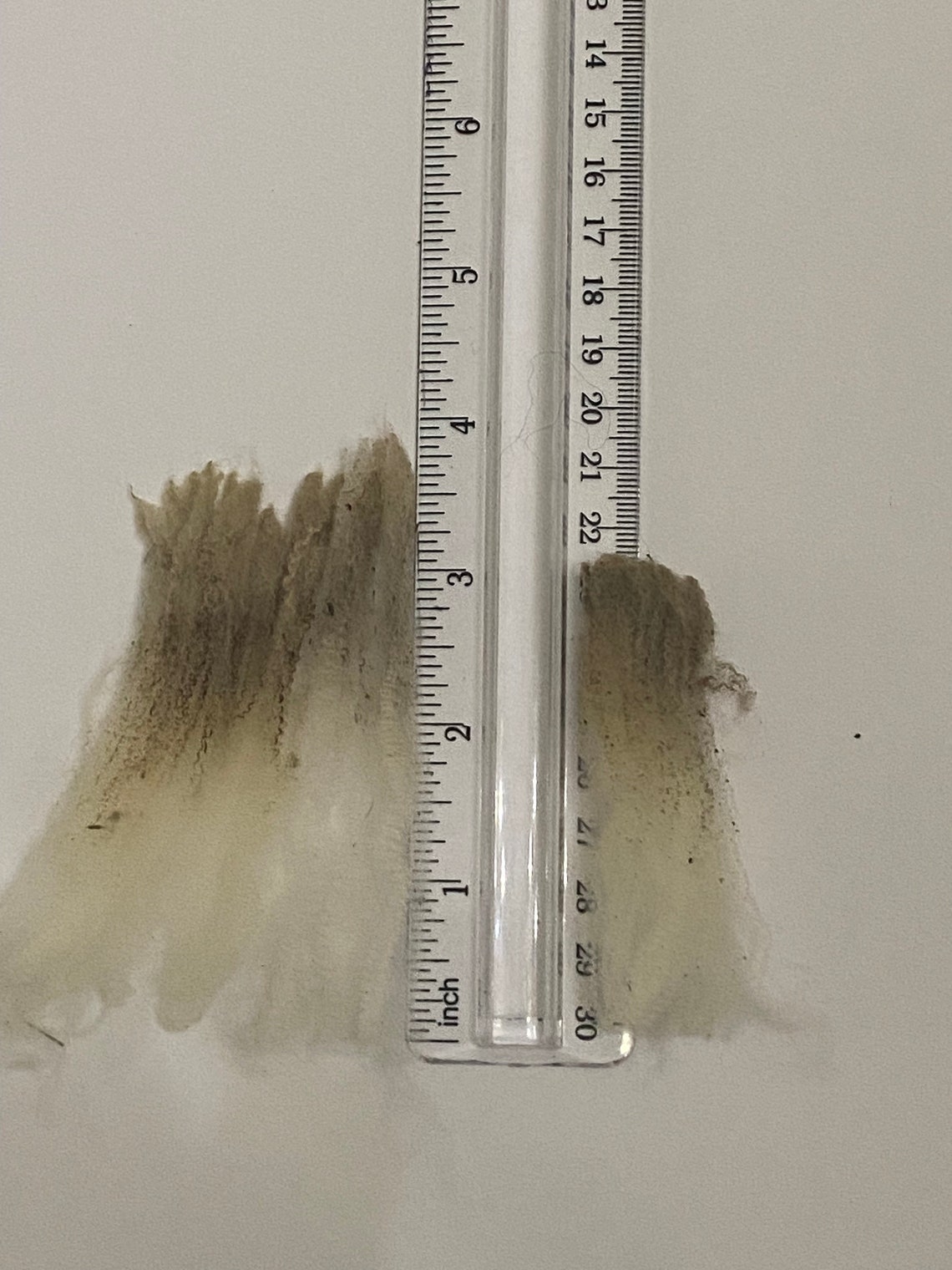 Merino Wool Raw Fleece White 4 Lbs 13 Oz una Fresh Sheared 6/24 ...